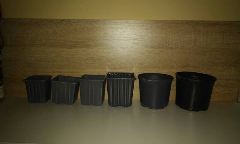 Saksije-za-rasad-ĆOSIĆ