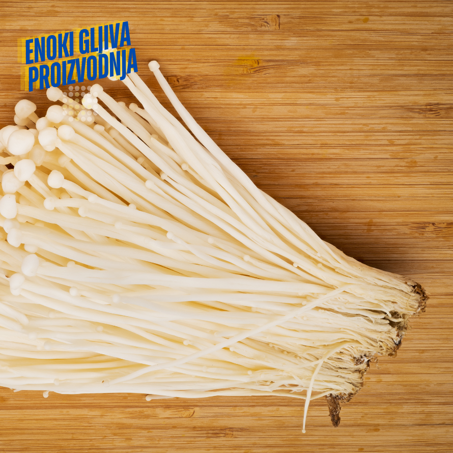 Enoki gljiva proizvodnja u Srbiji